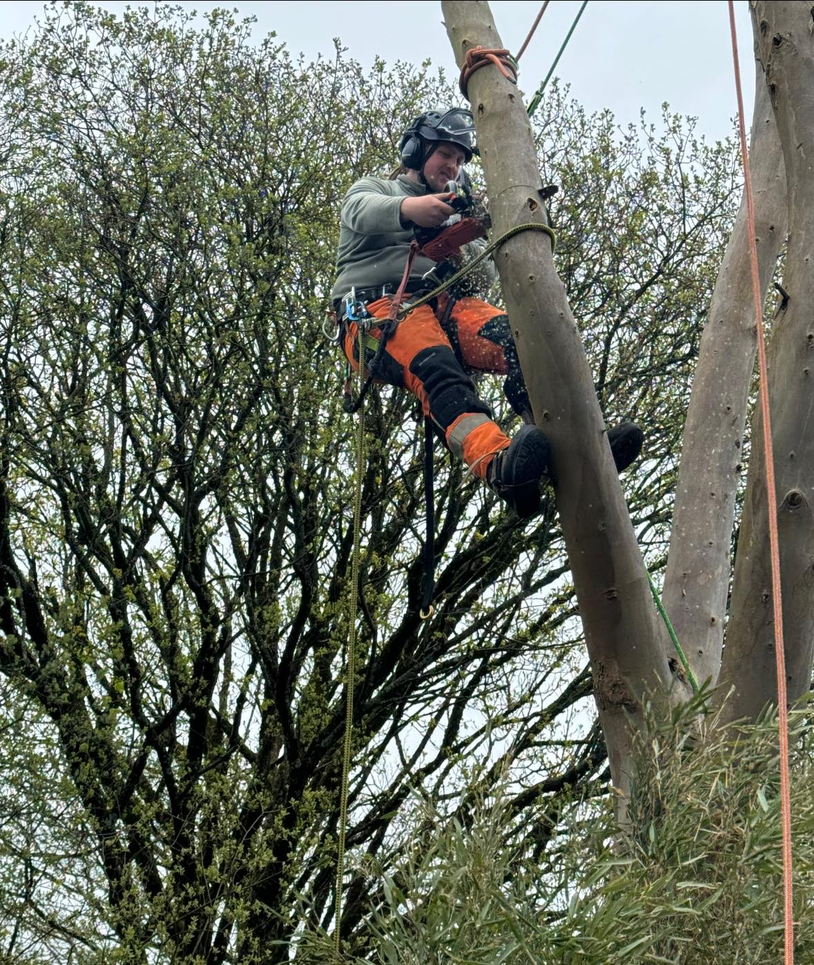 Tree & Stump Removal | Saltash | Plymouth | Cornwall | Devon | T.Ewings Professional Tree Services